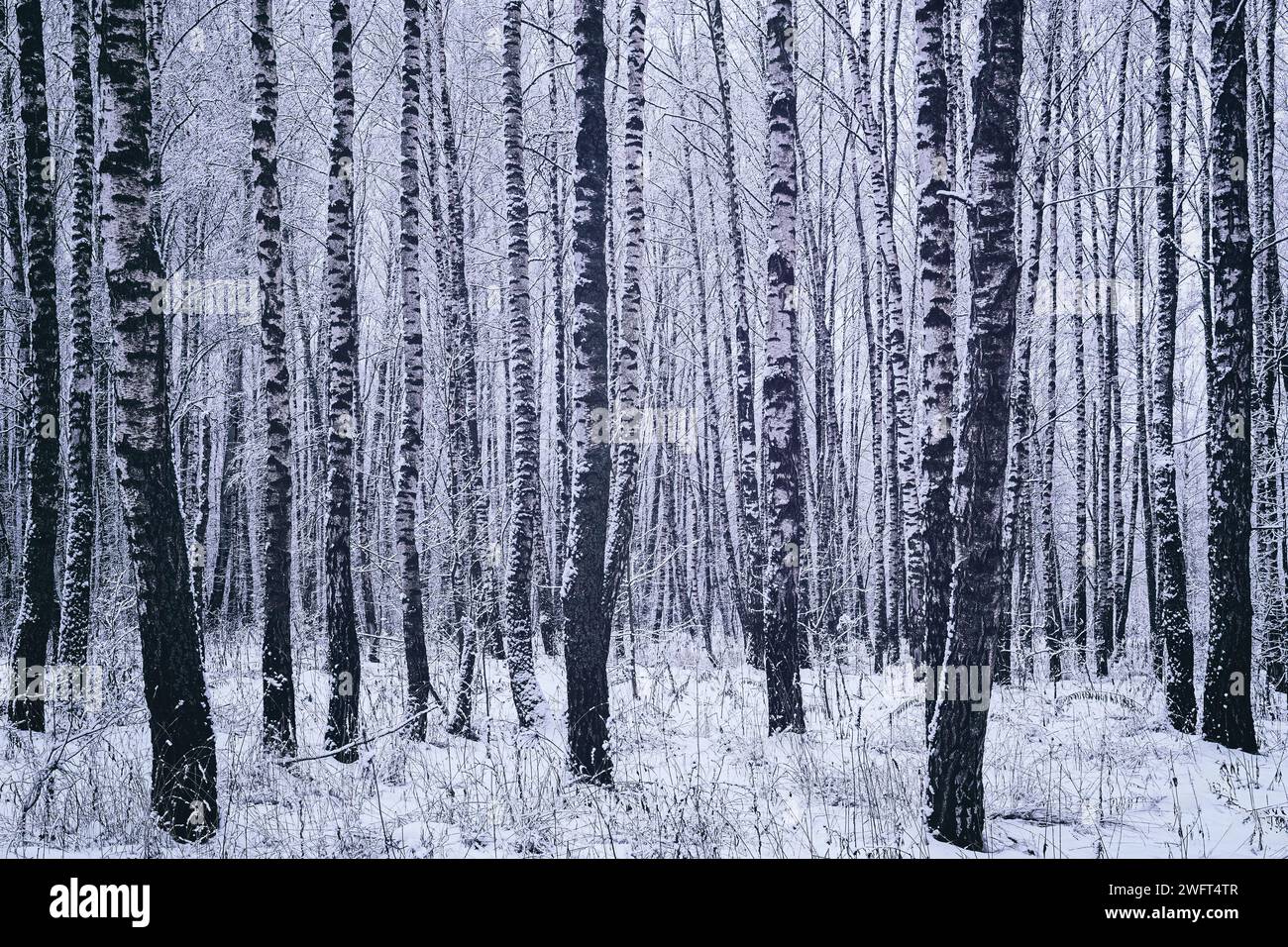 Birch grove after a snowfall on a winter cloudy day. Birch branches ...