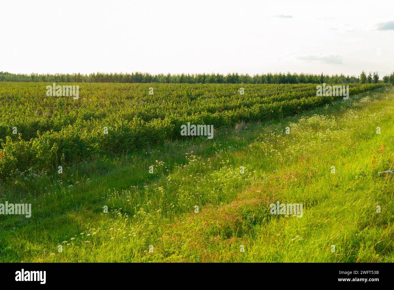 Rows of currant bush on the agricultural field. Currant bushes planted ...