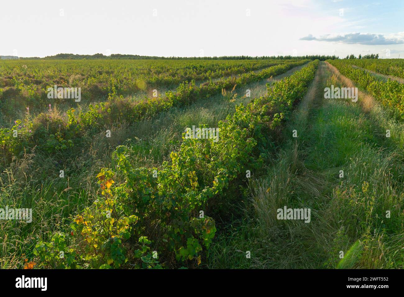Rows of currant bush on the agricultural field. Currant bushes planted ...