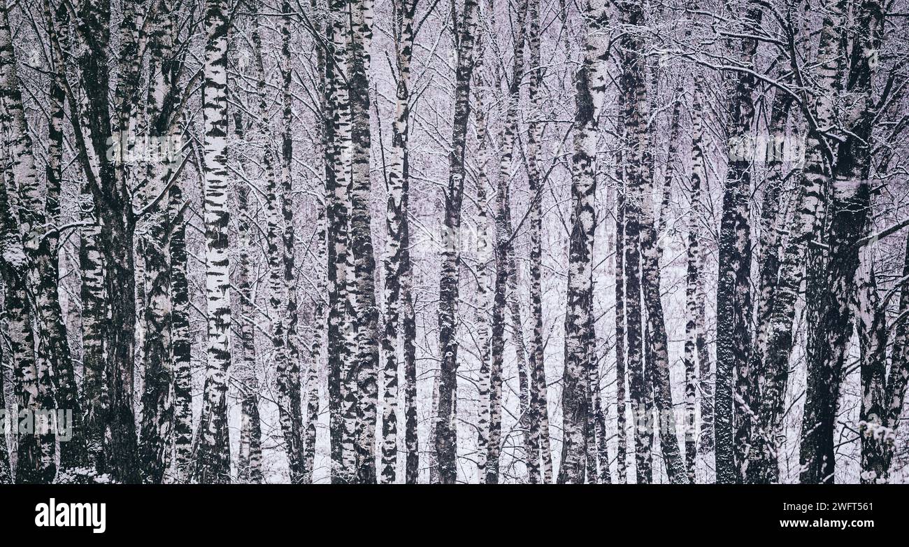 Birch grove after a snowfall on a winter cloudy day. Birch branches ...