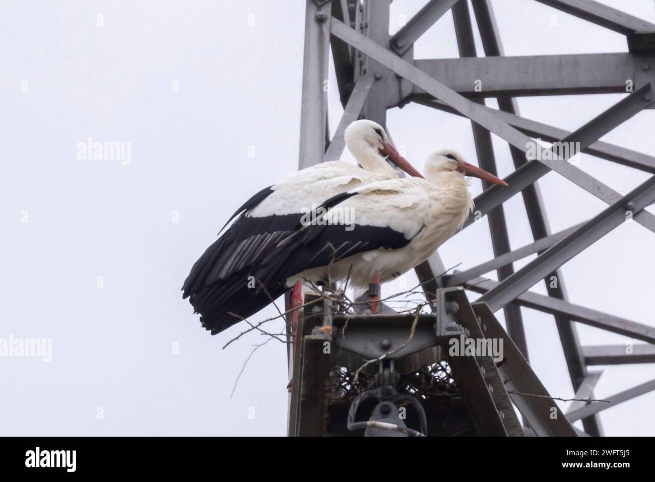 Laubenheim, Germany. 01st Feb, 2024. A pair of storks on a high-voltage ...