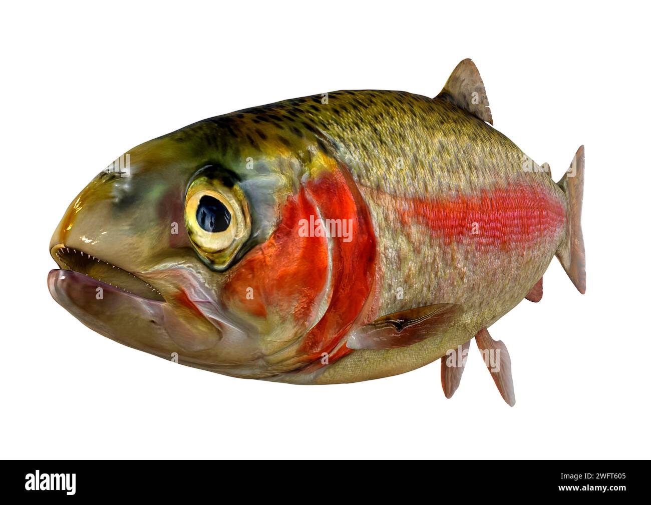 3D rendering of a rainbow trout fish isolated on white background Stock ...