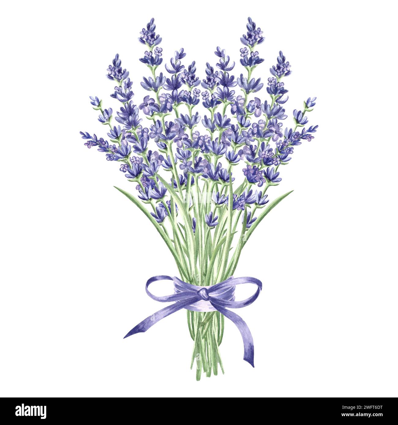 Lavender flowers bunch purple with bow, watercolor illustration ...