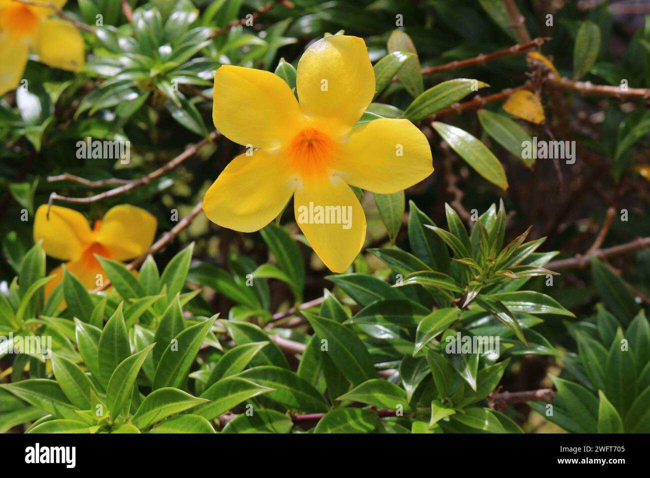 Yellow flowering plant called Allamanda (Allamanda cathartica) native ...