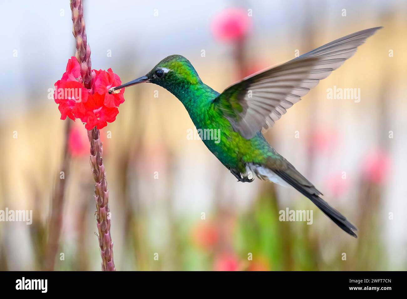 Cuban bee hummingbird hi-res stock photography and images - Alamy