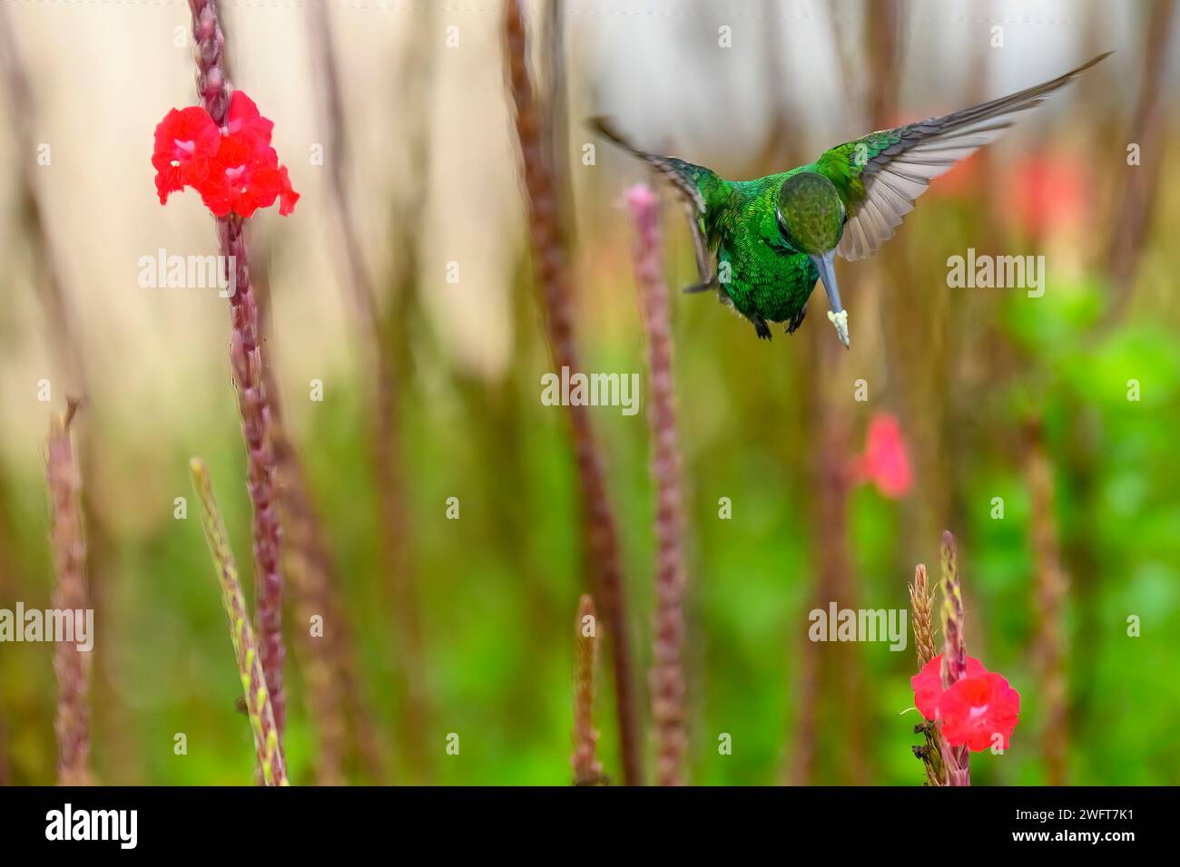 Cuban bee hummingbird hi-res stock photography and images - Alamy