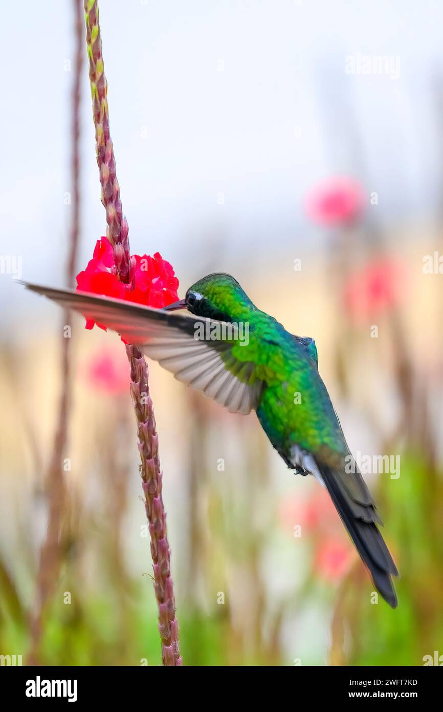 Zunzuncito hummingbird hi-res stock photography and images - Alamy