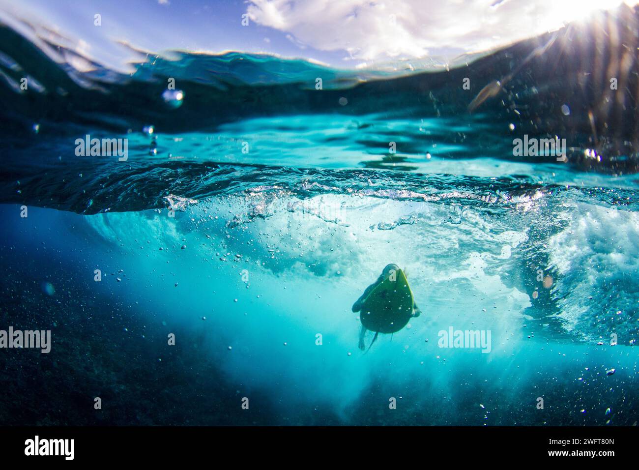 French Polynesia, Tahiti: surfing site at Teahupo'o: woman, surfer ...