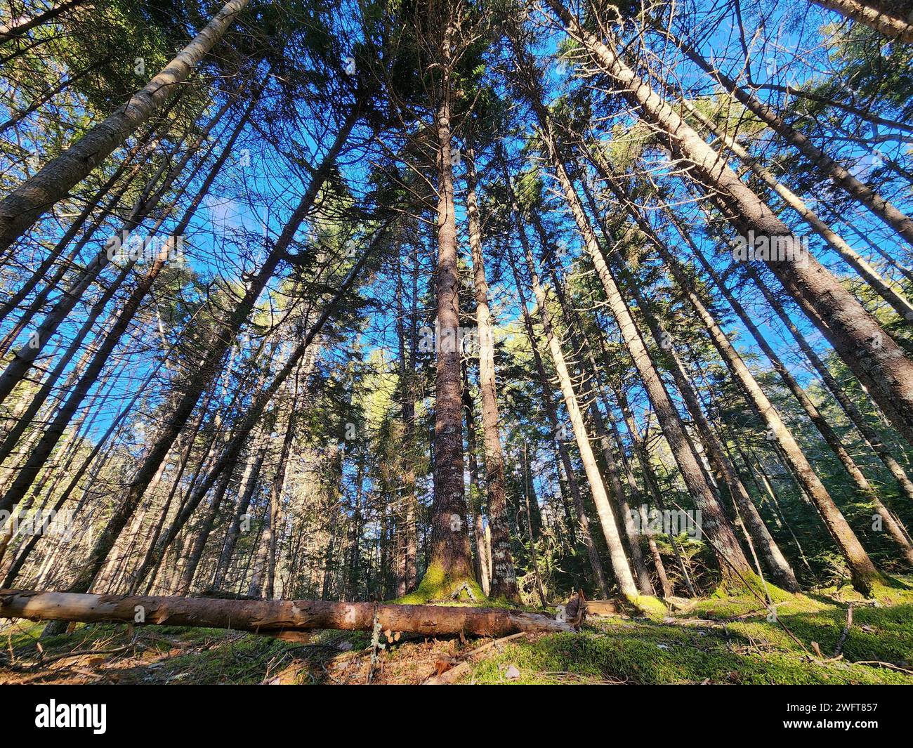Tall green trees hi-res stock photography and images - Alamy