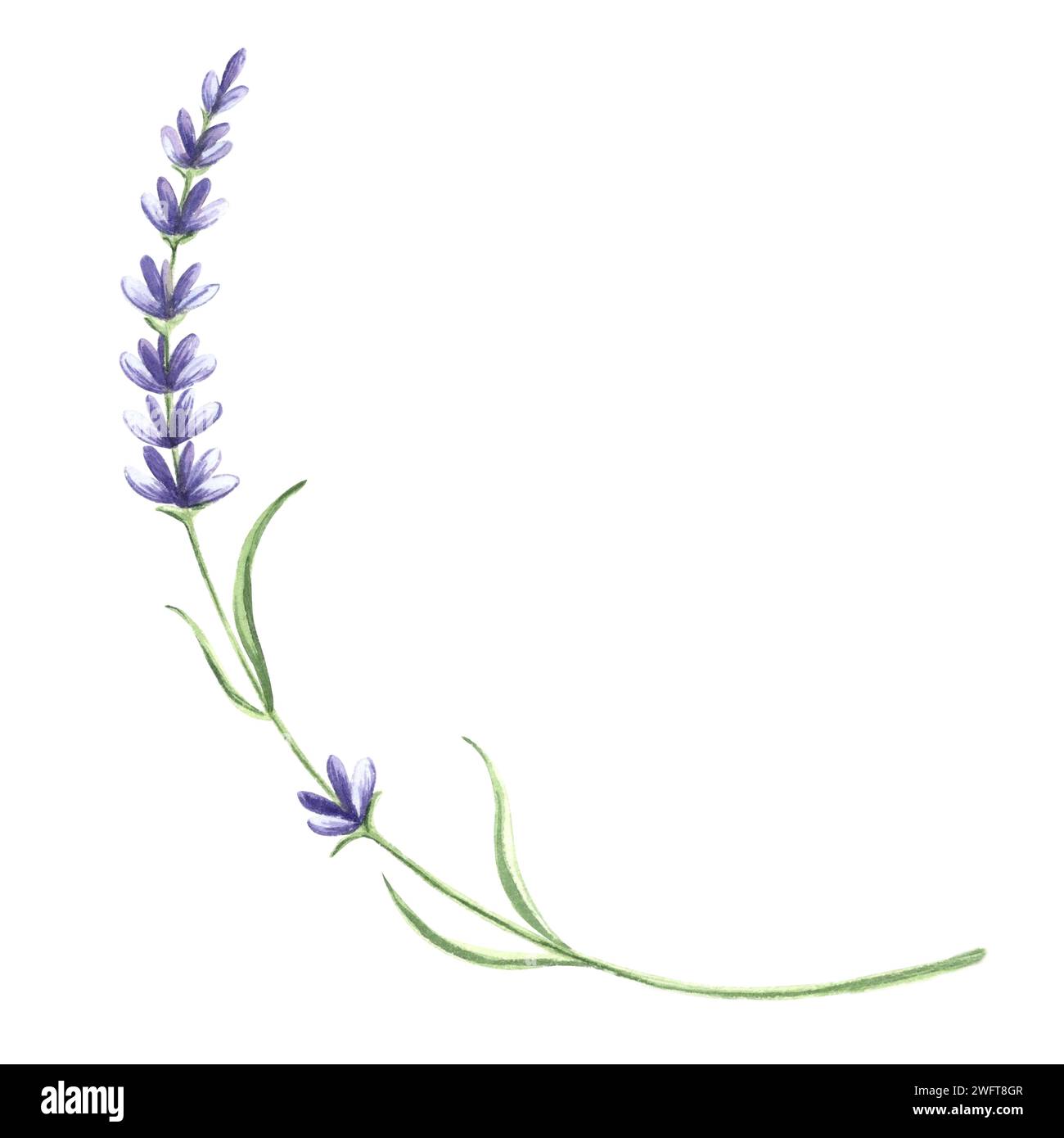 Lavender flowers sprig purple, watercolor illustration. Isolated hand ...