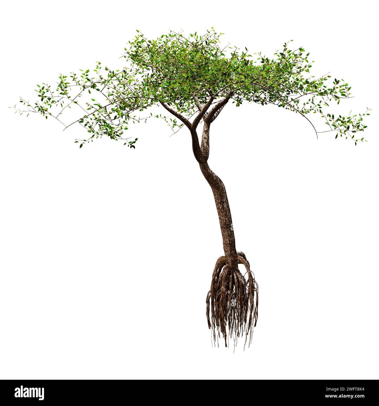 3D rendering of a green mangrove tree isolated on white background ...