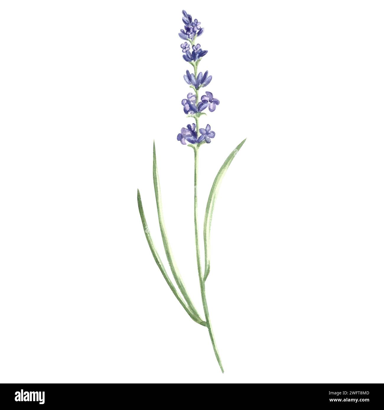 Lavender botanical drawing hi-res stock photography and images - Alamy