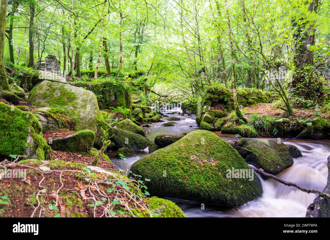 Kennall Vale Nature Reserve, Stream Stock Photo - Alamy