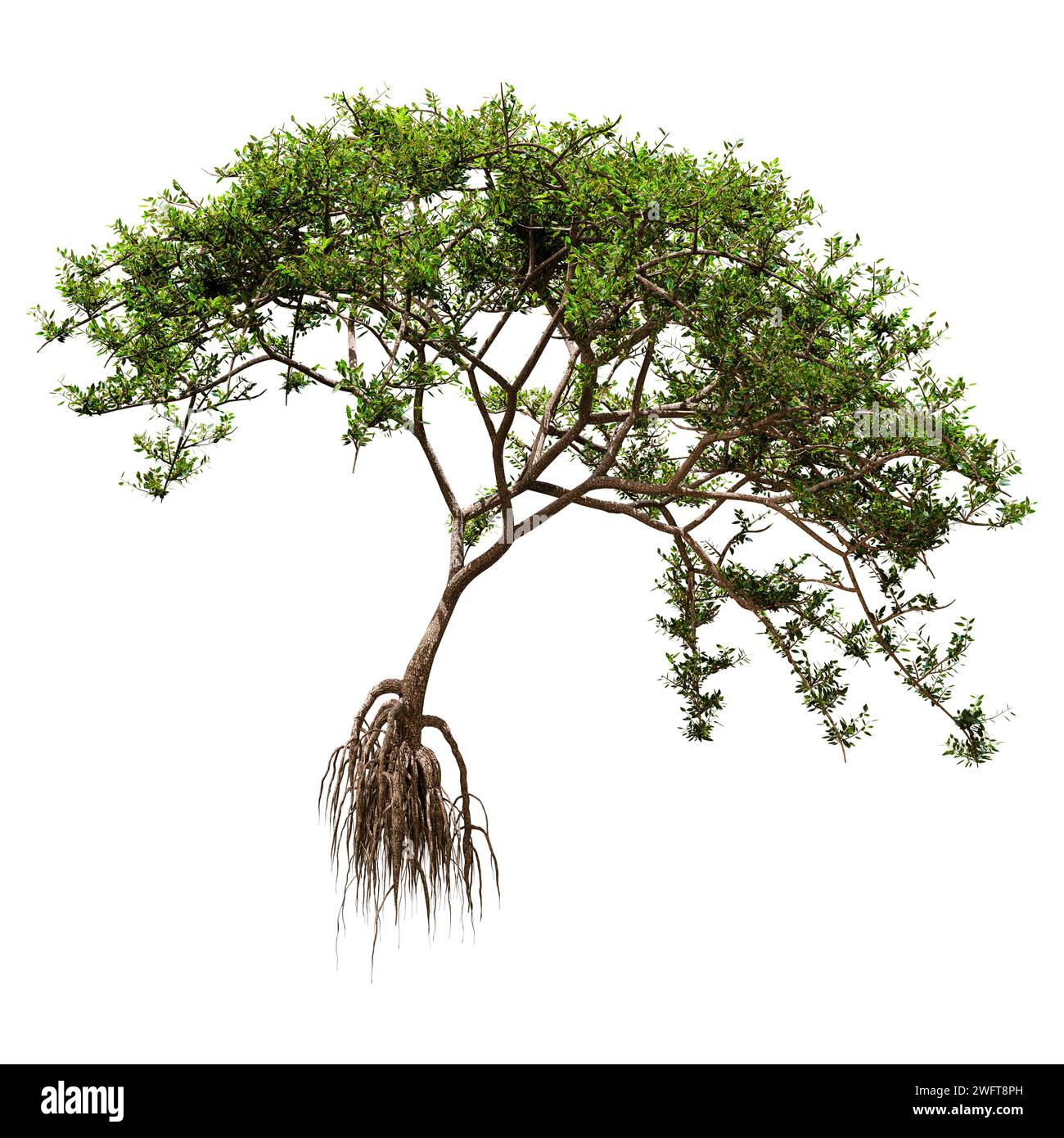 3D rendering of a green mangrove tree isolated on white background ...