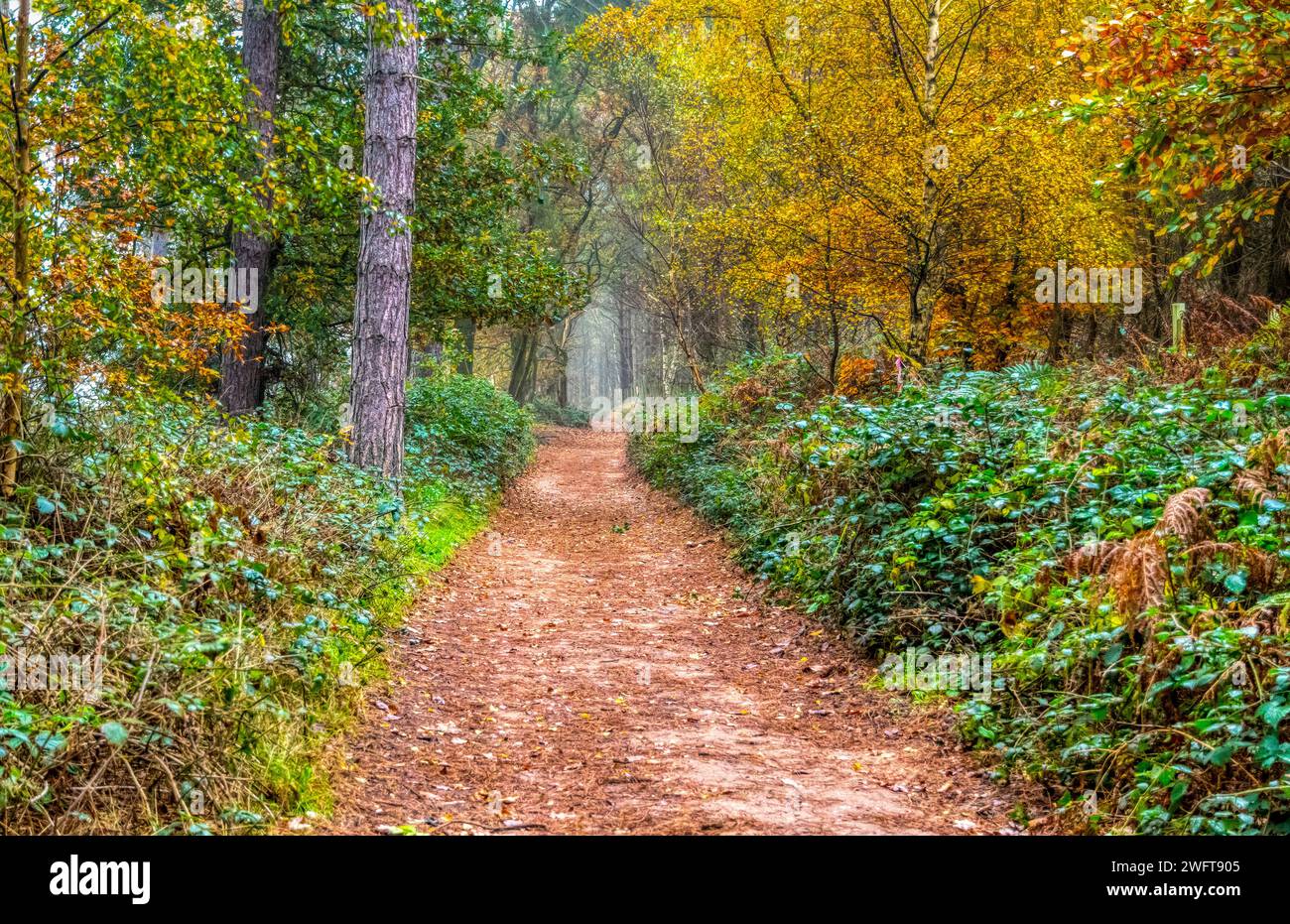 Hopwas Woods, Walking Trail, Tamworth, Staffordshire Stock Photo - Alamy
