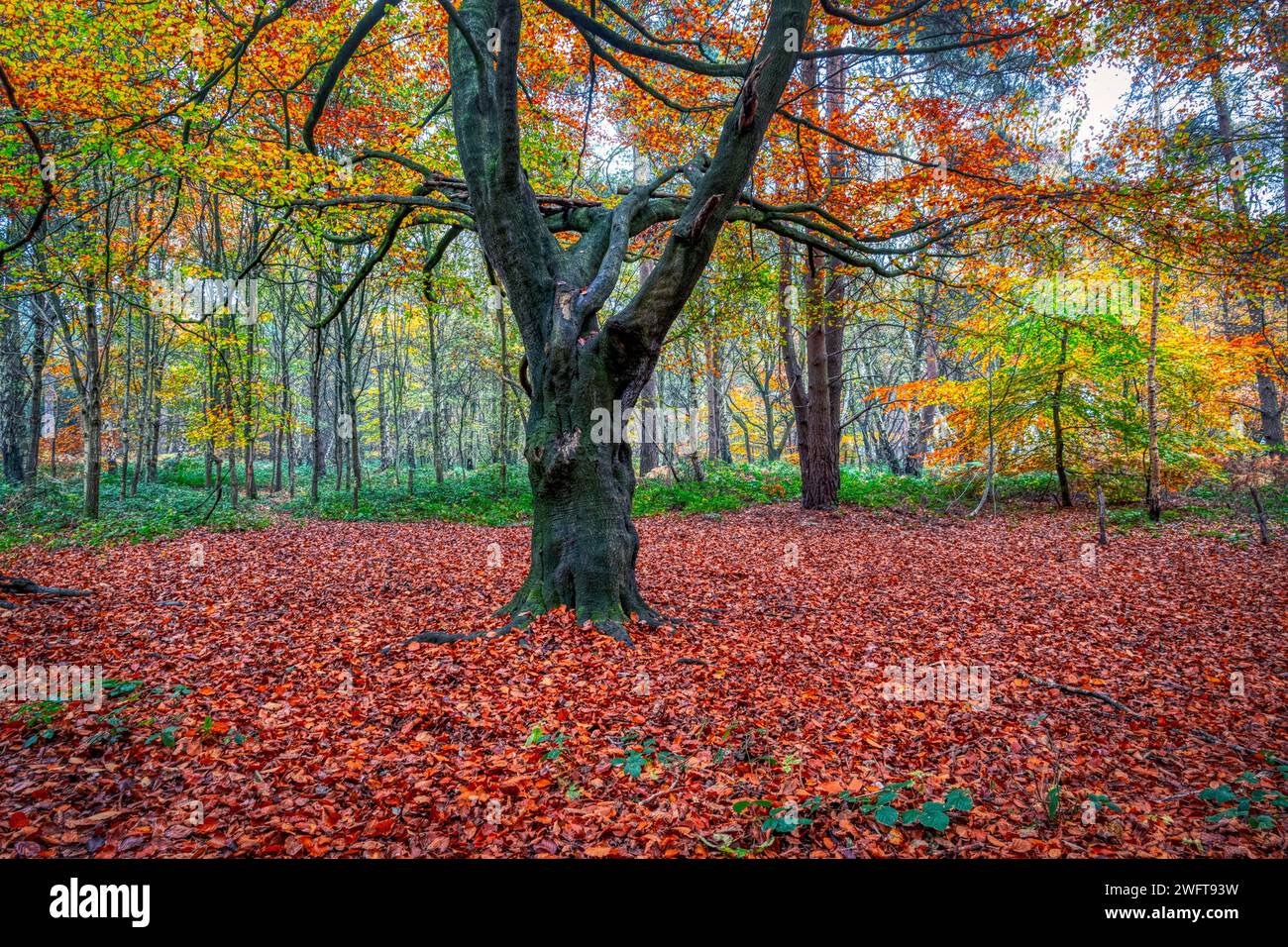 Hopwas Woods, Tamworth, Staffordshire Stock Photo - Alamy