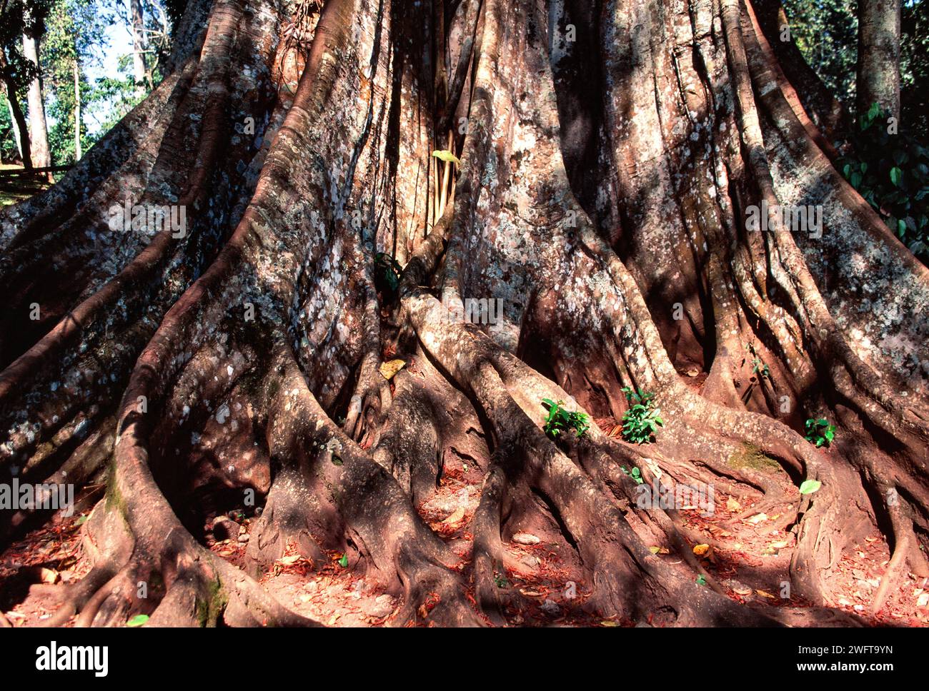 Banyan banyan fig or Indian banyan Ficus indica massive lower trunk of ...