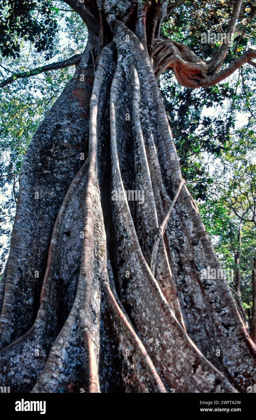 Banyan banyan fig or Indian banyan Ficus indica massive upper trunk of ...