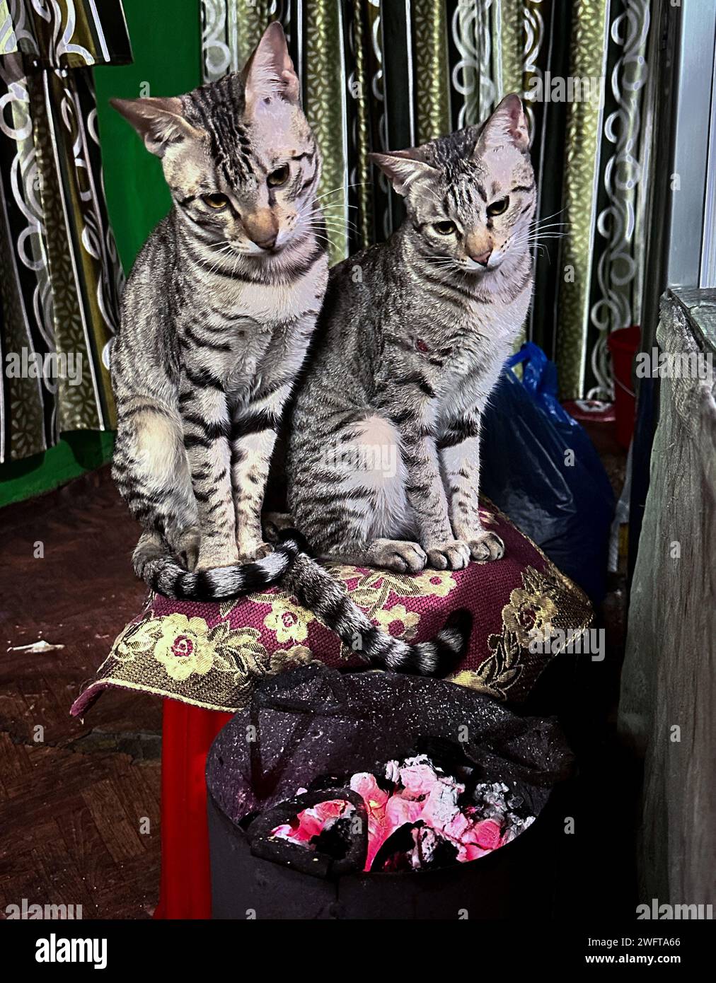 February 1, 2024, Kathmandu, Bagmati, Nepal: Cats get warm by a fire in ...