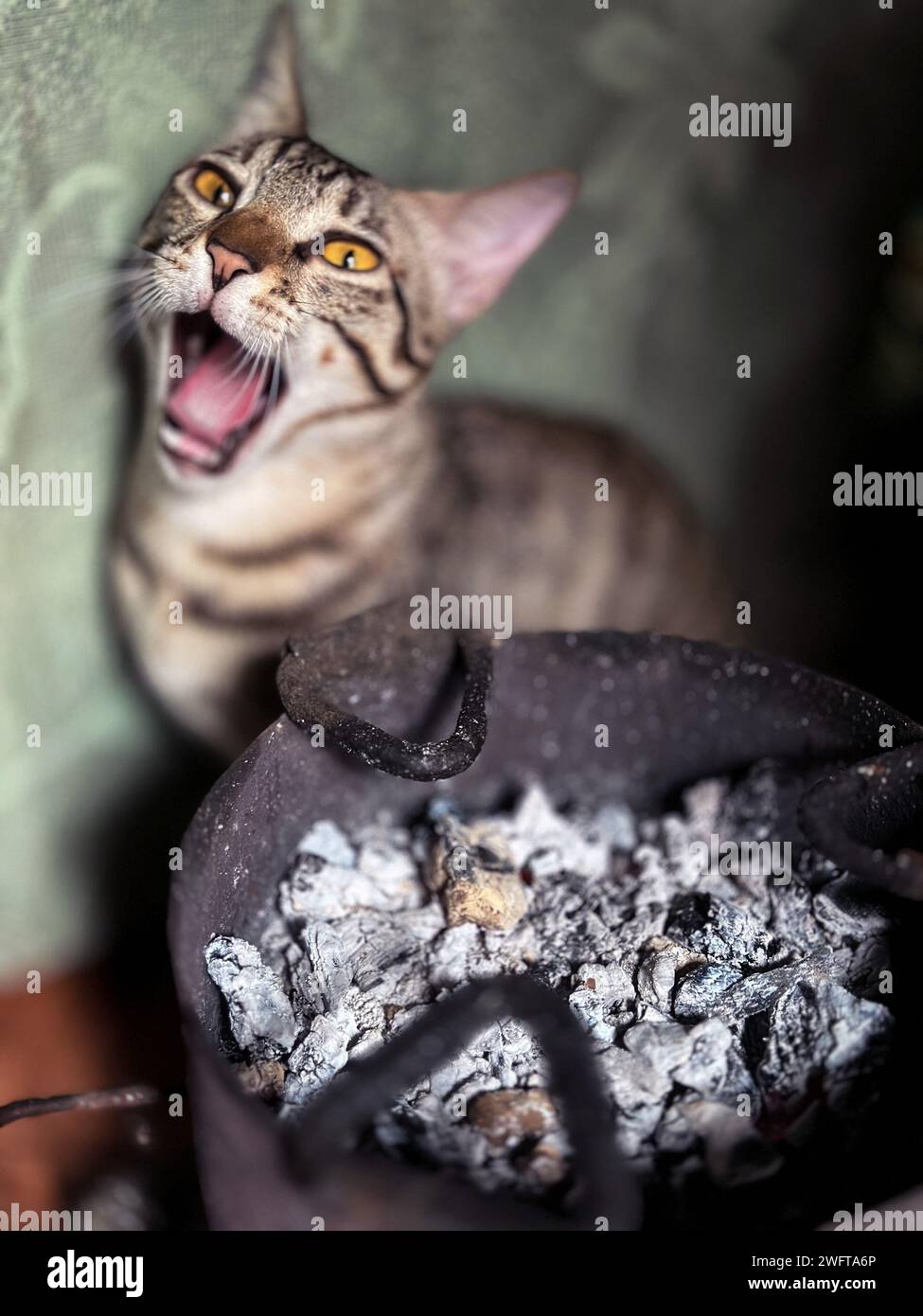 February 1, 2024, Kathmandu, Bagmati, Nepal: A cat gets warm by a fire ...