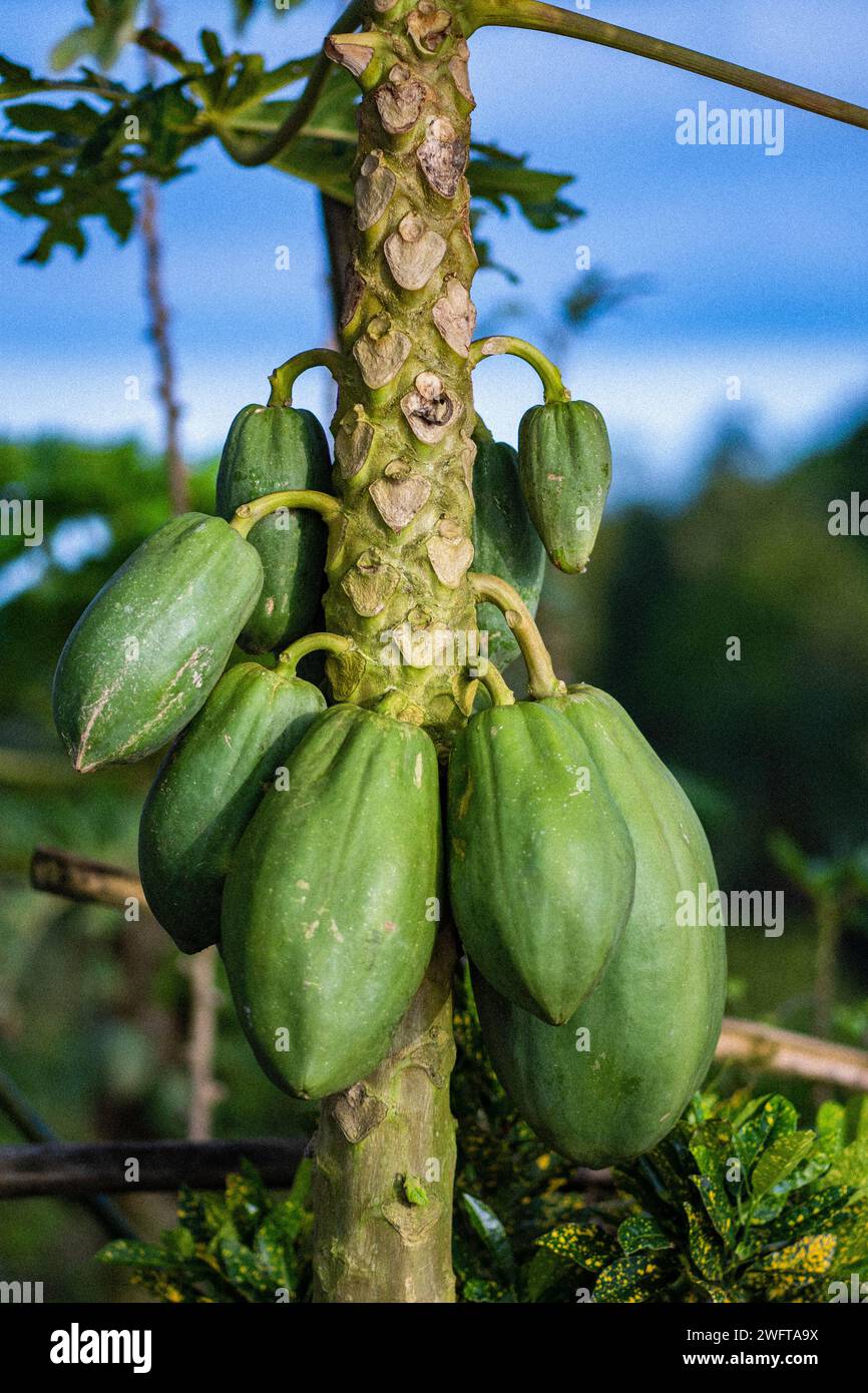 Mabini hi-res stock photography and images - Alamy