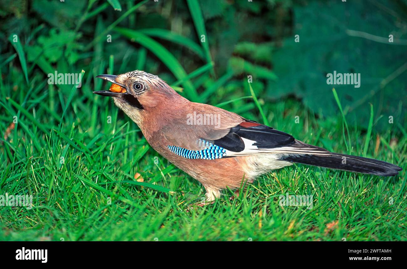Jay Garrulus glandarius gathering nuts in its beak Stock Photo - Alamy