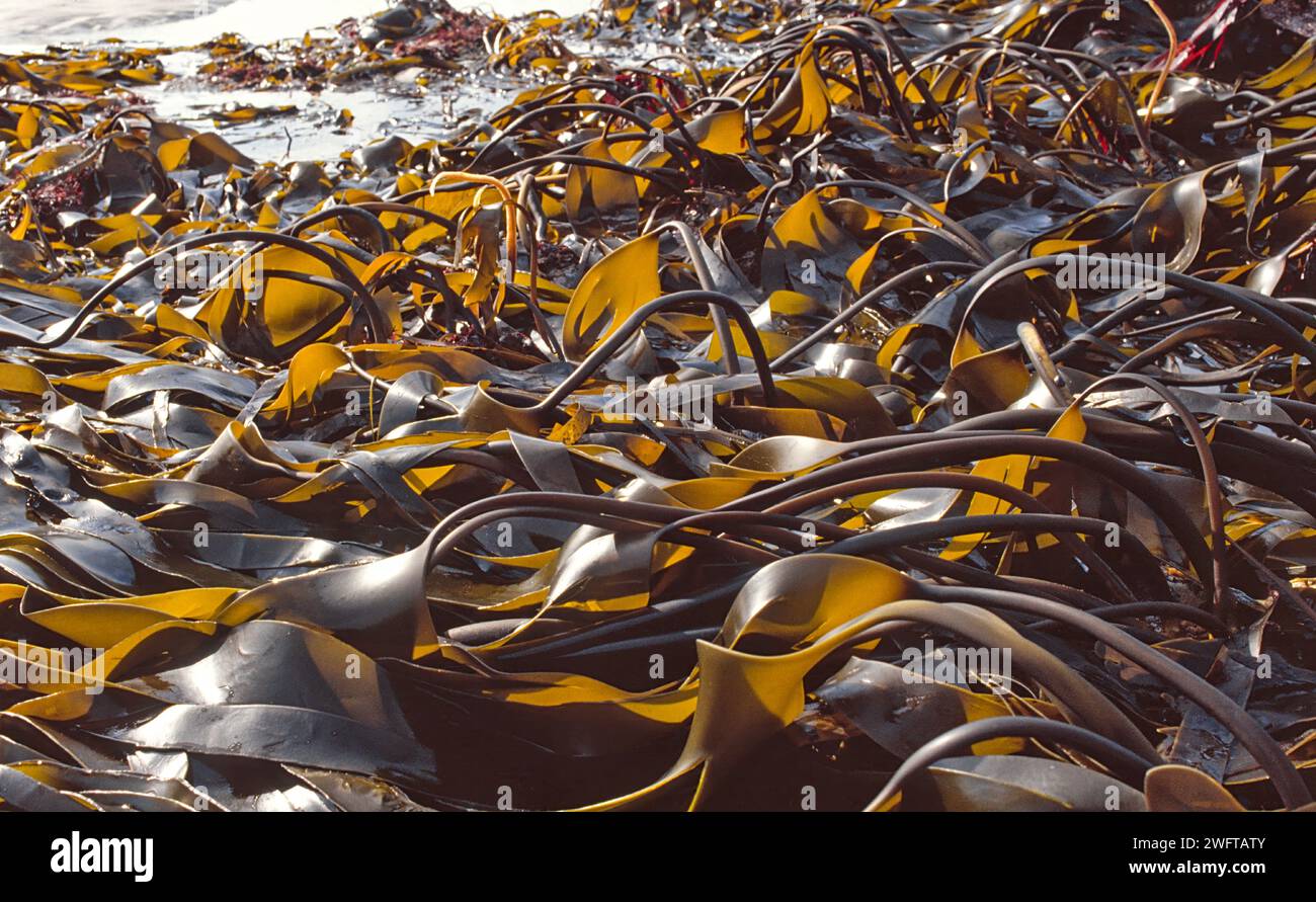 Kelp large brown algae or seaweed Laminariales at low tide Orkney ...