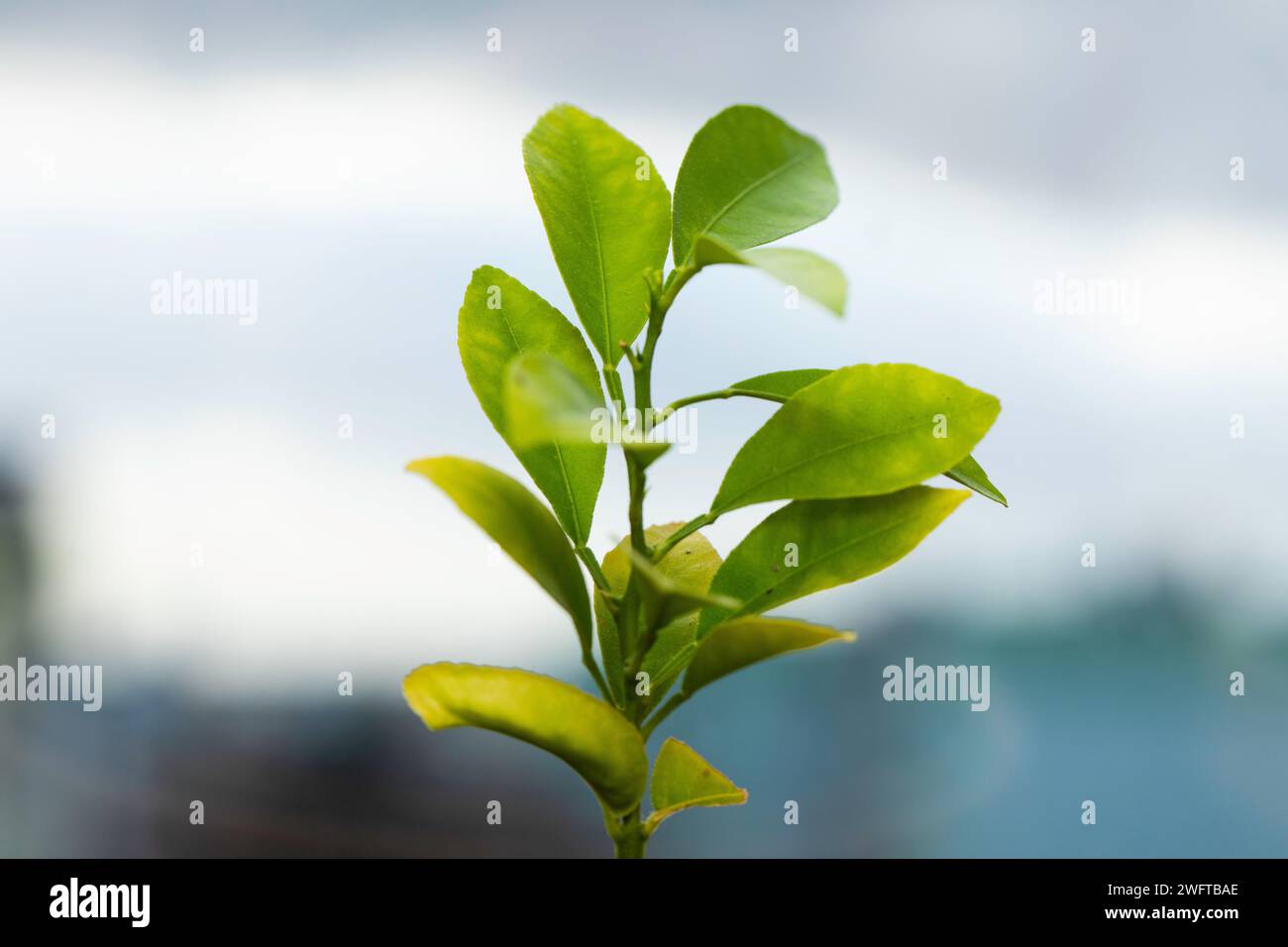 Young shoots of a mandarin shrub, seedling in a pot Stock Photo - Alamy