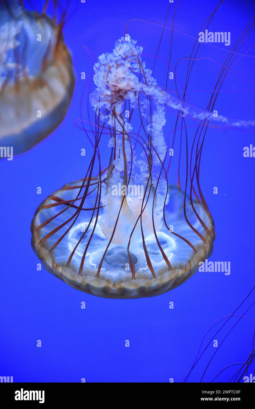 Jellyfish floating in water, sea animals in natural environment Stock ...