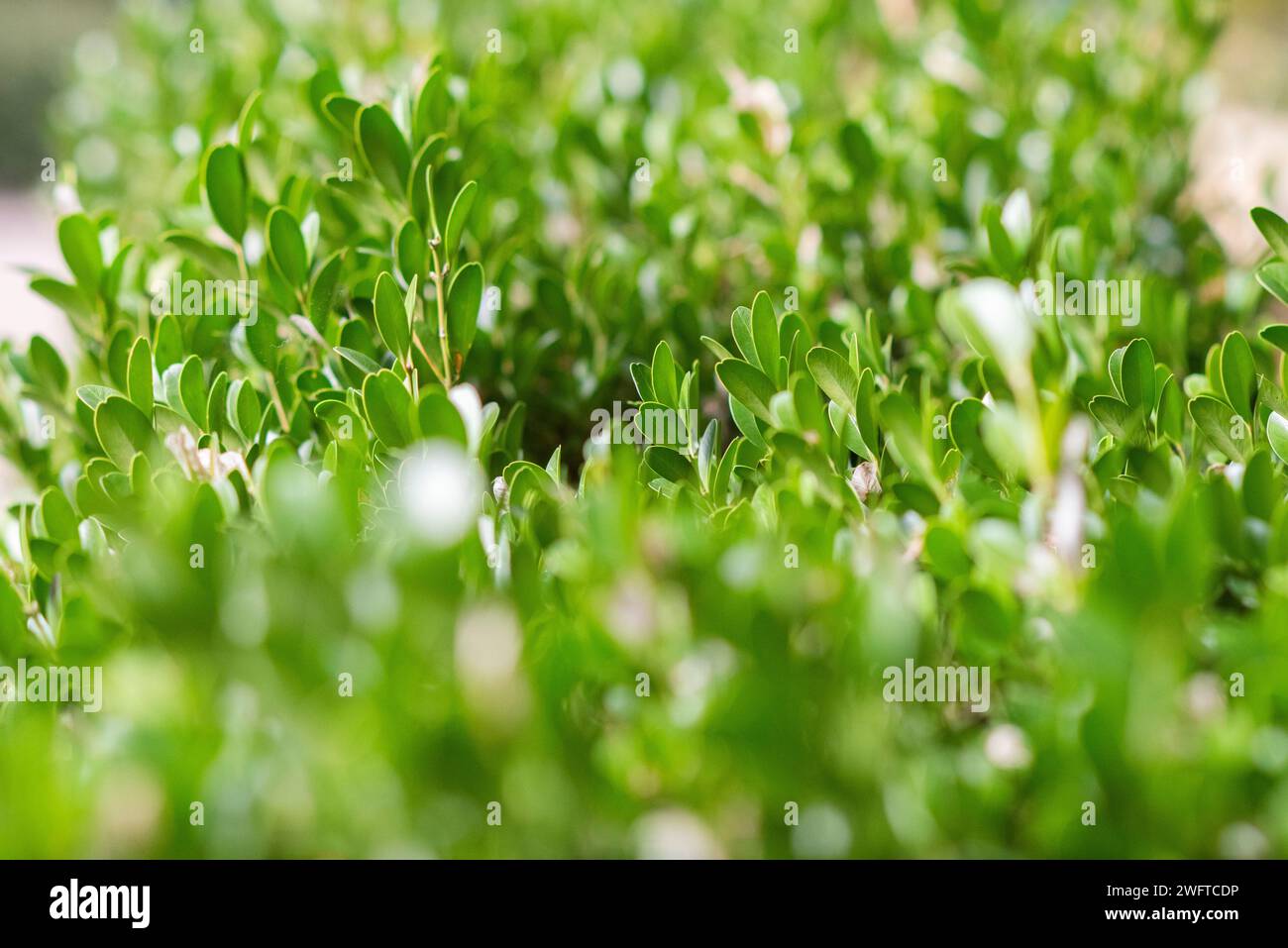 Boxwood hedge greenery hi-res stock photography and images - Alamy