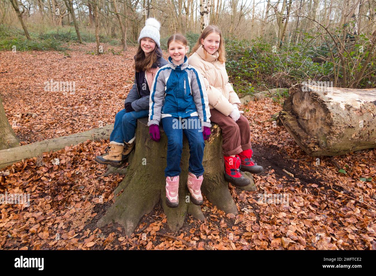 Children girls / kids / kid / girls sit on low felled tree stump as ...