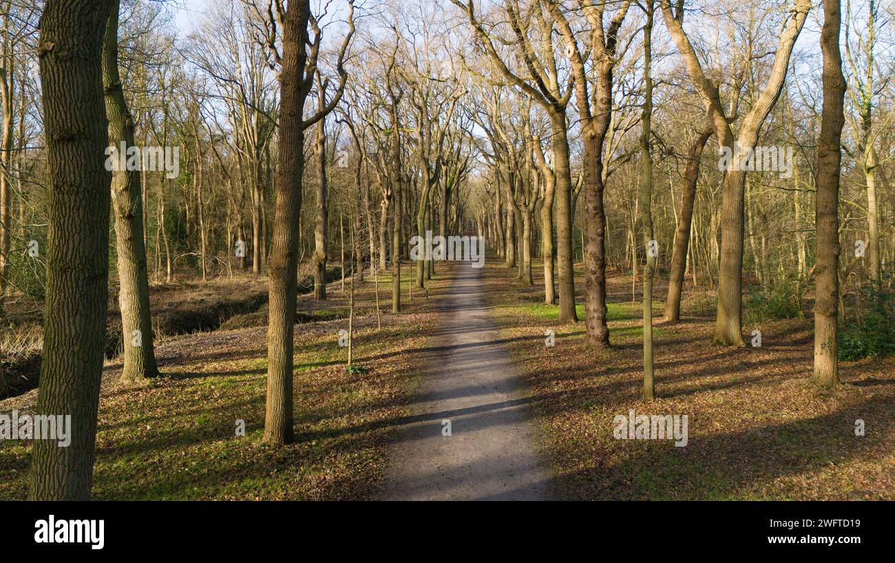 Old trees along a walking path in Oostvoorne in the Netherlands Stock ...