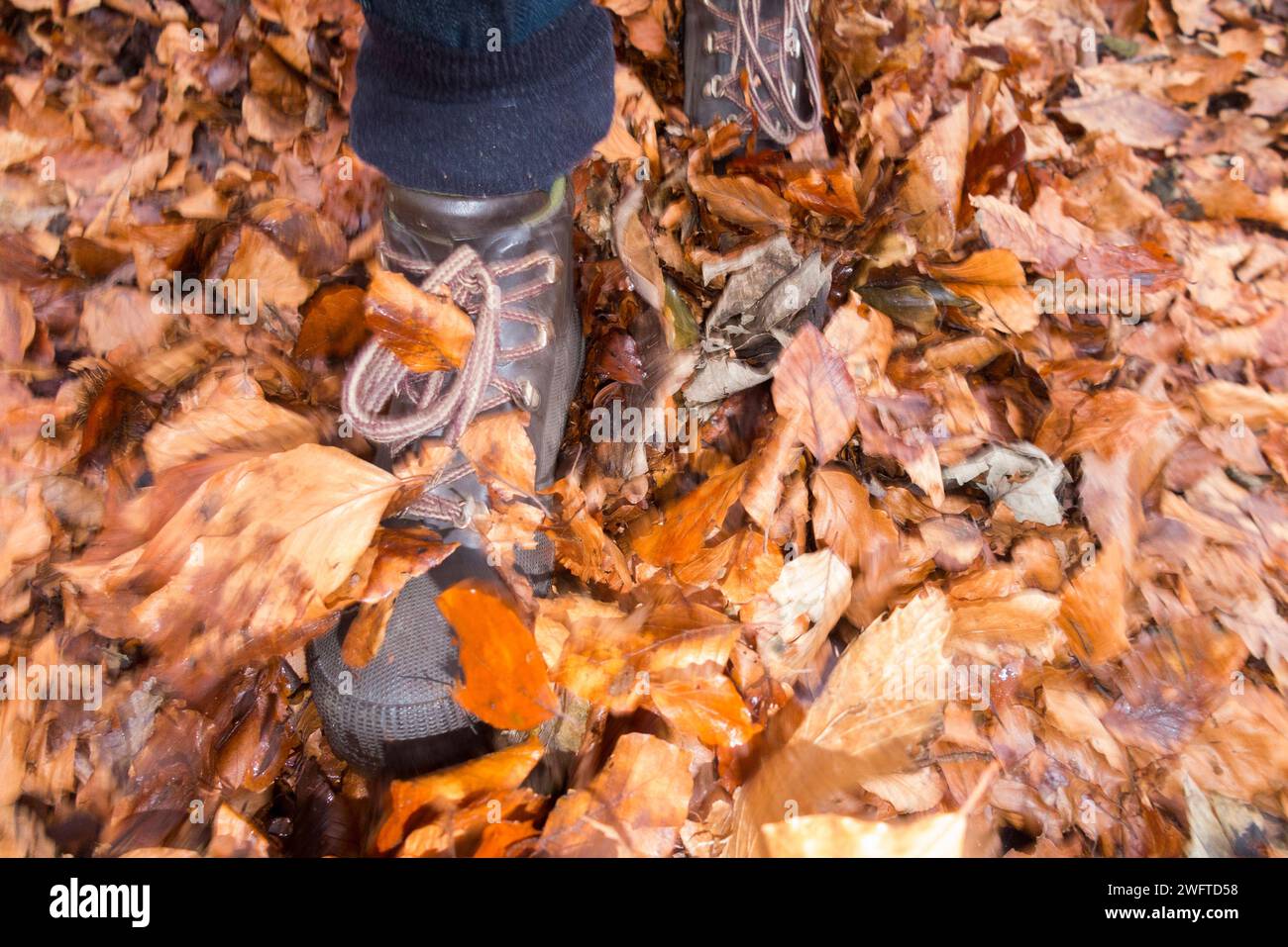 A walker, walks through fallen autumn leaf with his rubber hiking boot ...
