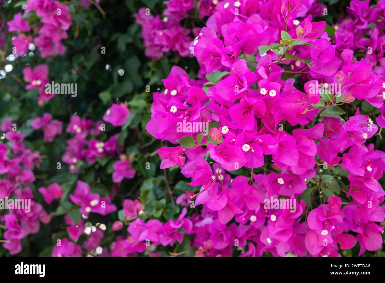 Blooming magenta color bougainvillea flower background texture. Thorny ornamental tree, shrub ...