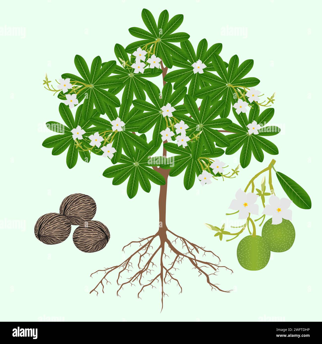 Tree with flowers and pong pong othalanga Cerbera odollam fruit on a ...