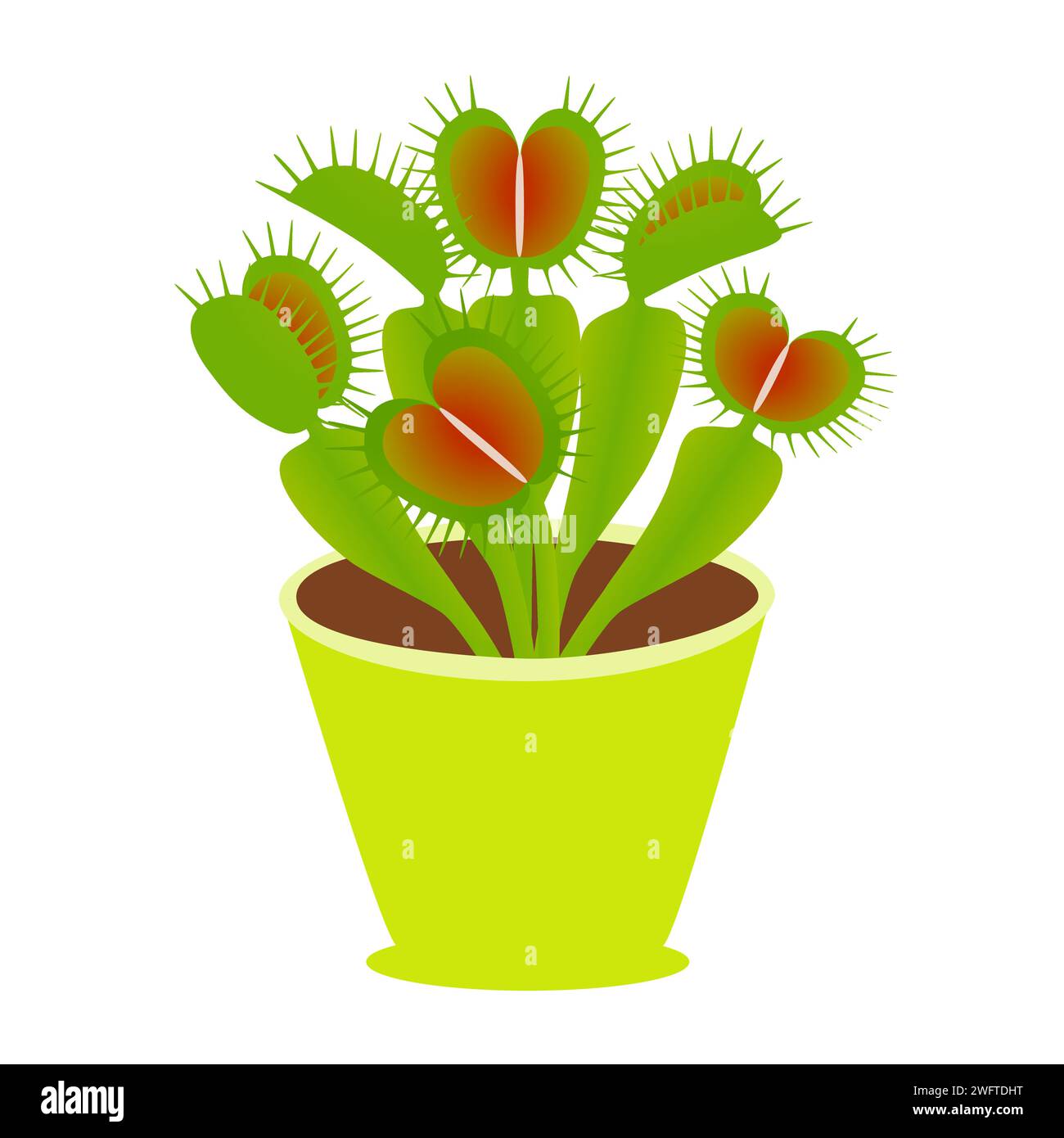 Venus flytrap plant in a pot on a white background Stock Vector Image ...