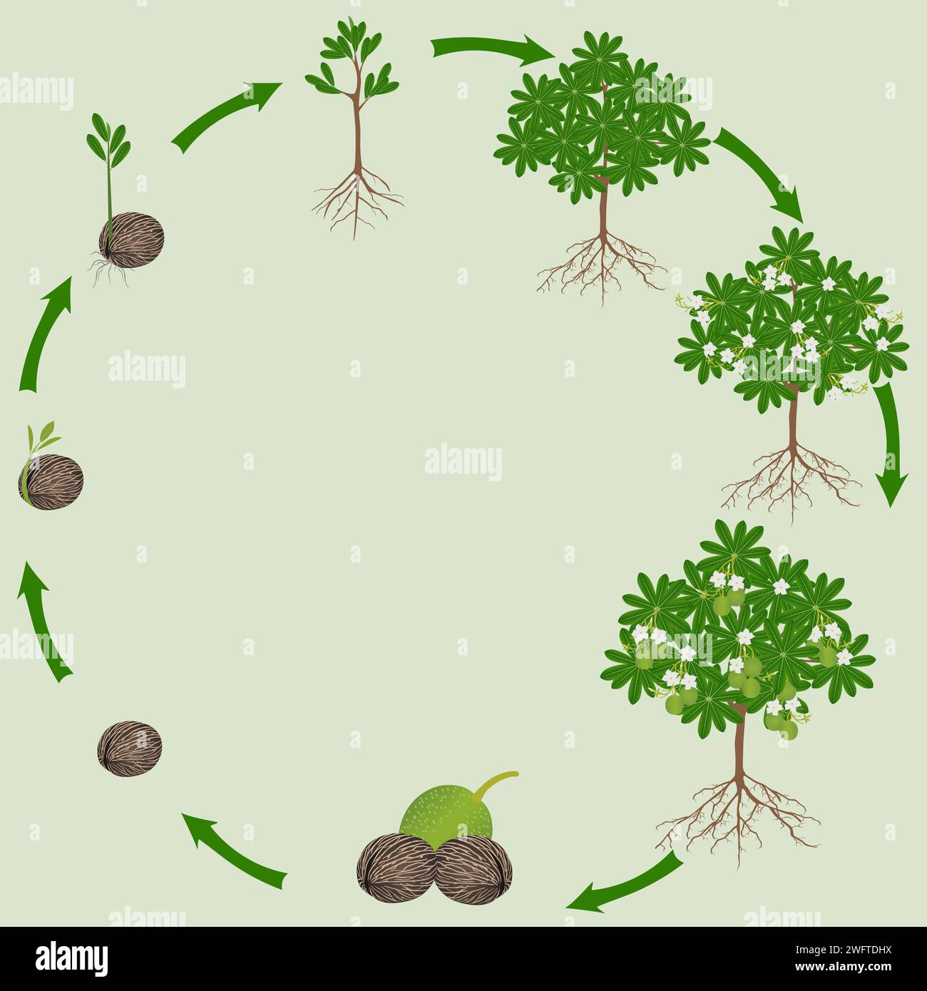 Life cycle of othalanga Cerbera odollam tree on a green background ...