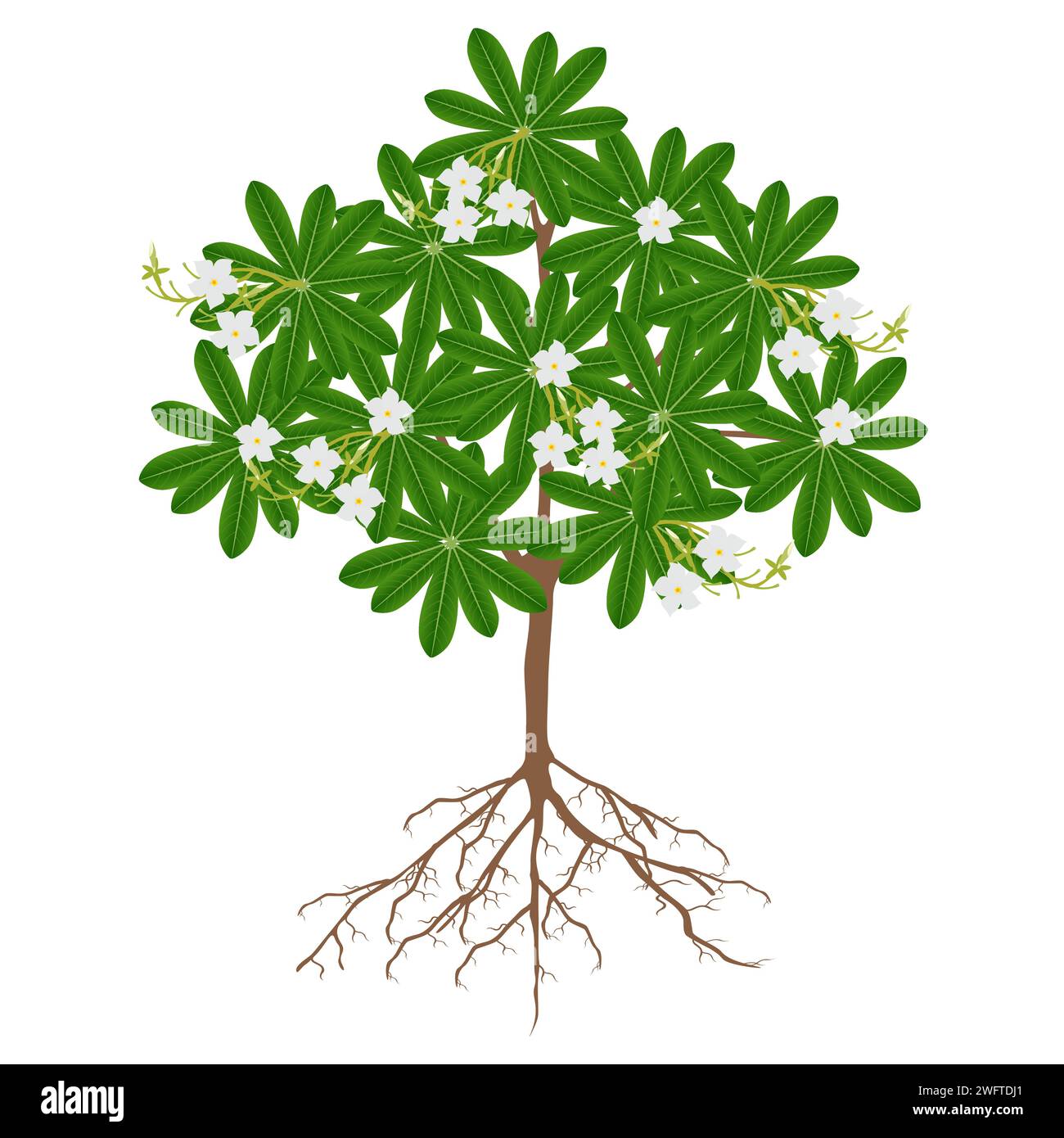 Tree with flowers othalanga Cerbera odollam on white background Stock ...