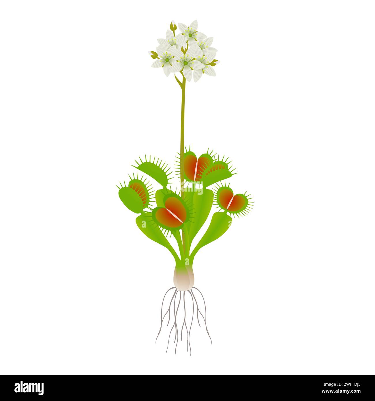 Venus flytrap plant with flowers on a white background Stock Vector ...