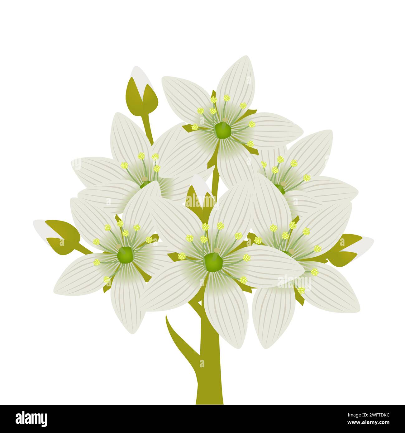 Fresh venus flytrap flowers on a white background Stock Vector Image ...
