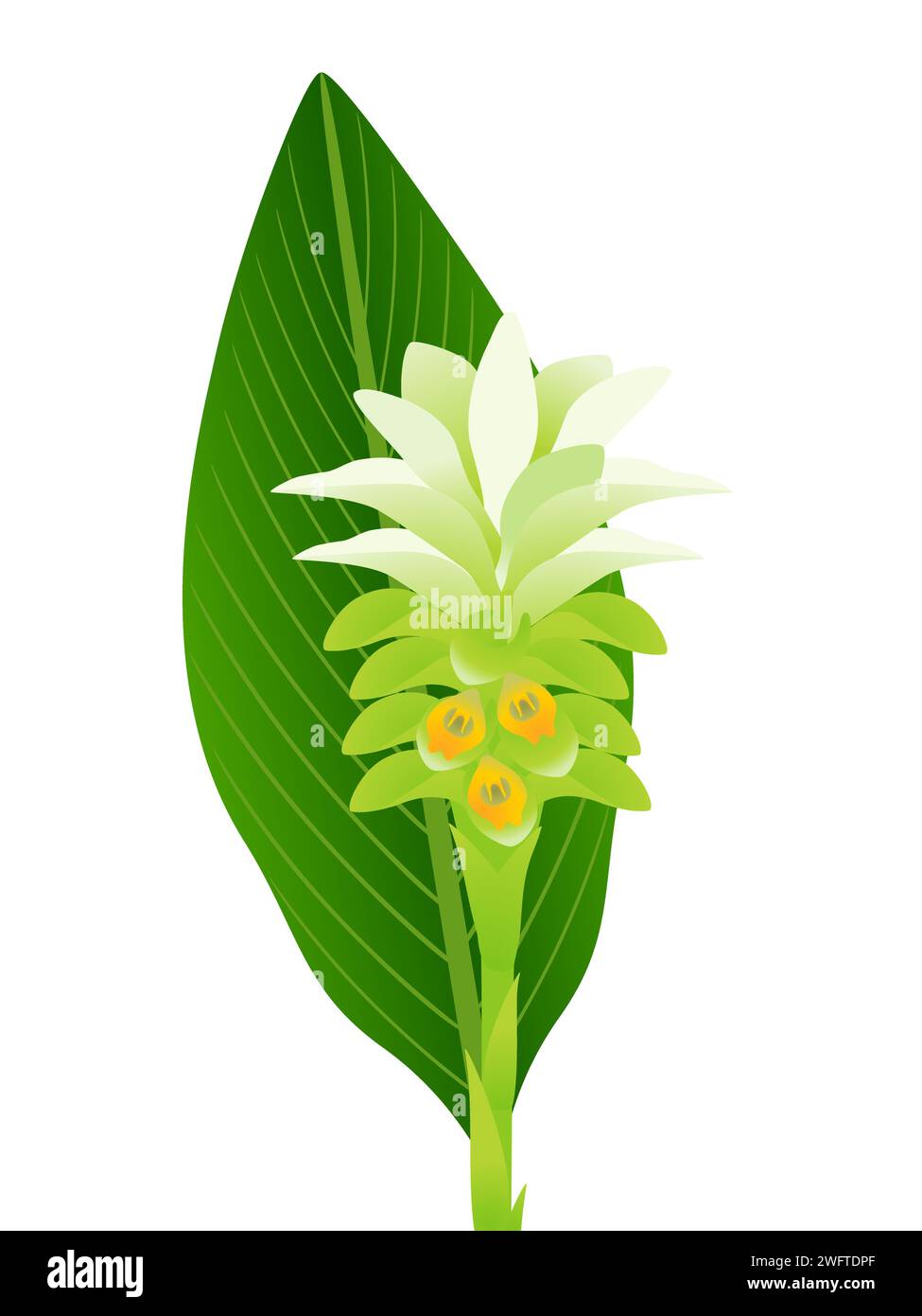 Growing turmeric Stock Vector Images - Alamy