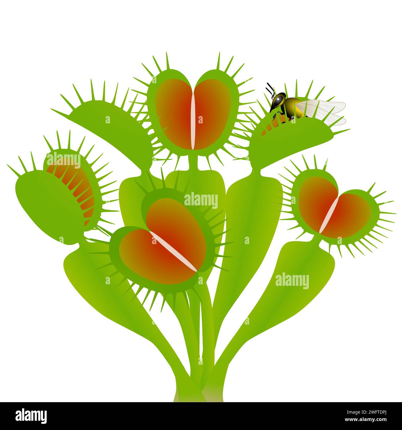 Venus flytrap plant with a bee on a white background Stock Vector Image ...