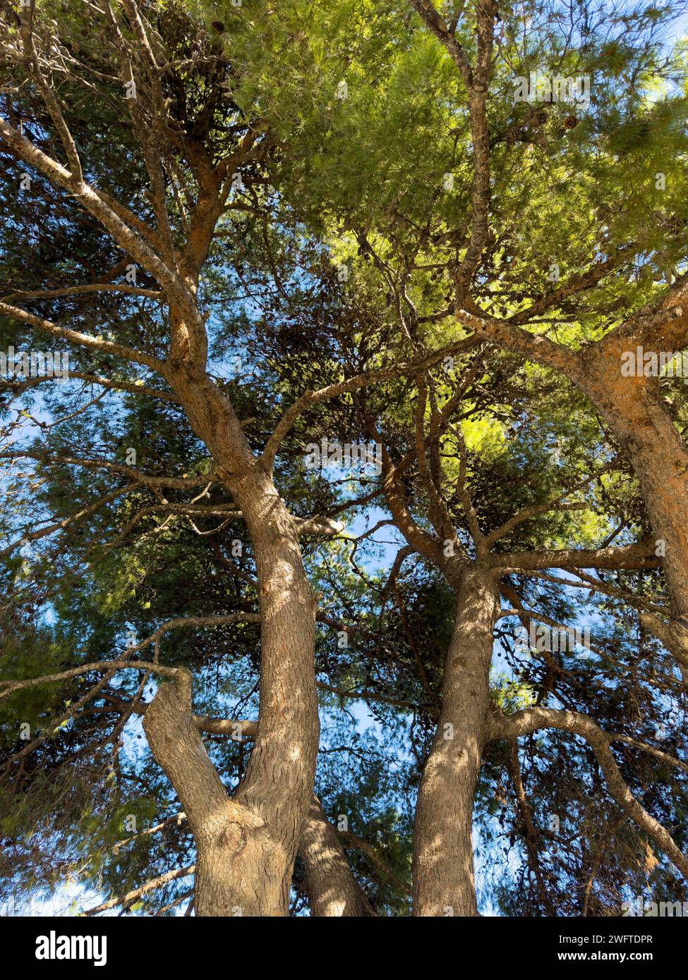 Pine treetop, tree with rough bark lush foliage and cone. Coniferous ...