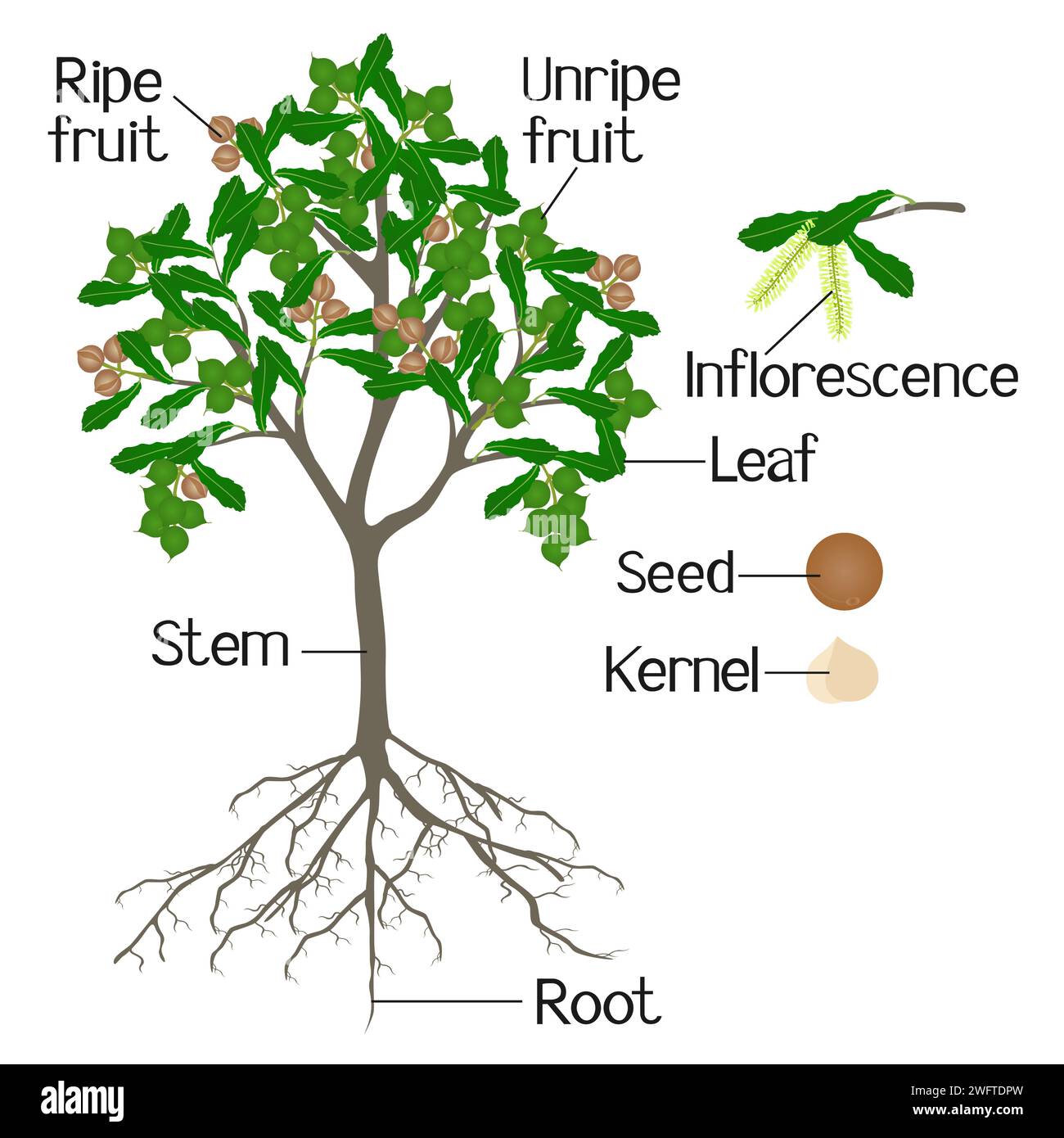Parts of macadamia tree isolated on a white background Stock Vector ...