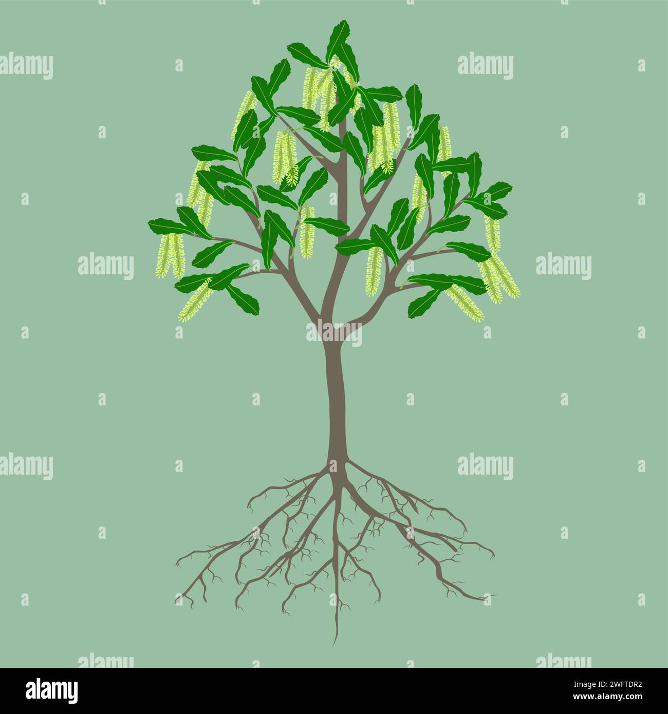 Macadamia tree with flowers and roots on a green background Stock ...