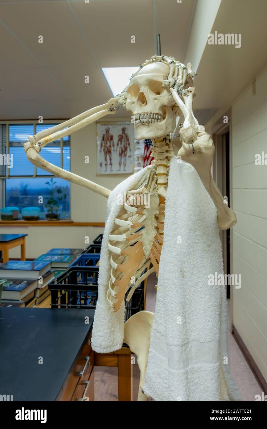 Teaching skeleton hi-res stock photography and images - Alamy