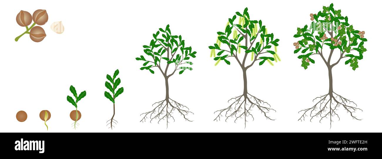 Cycle of growth of macadamia tree on a white background Stock Vector ...