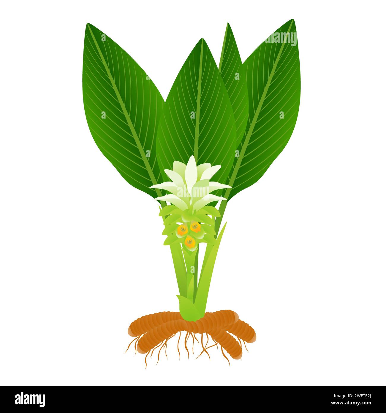 Turmeric plant with rhizome and flowers on a white background Stock ...