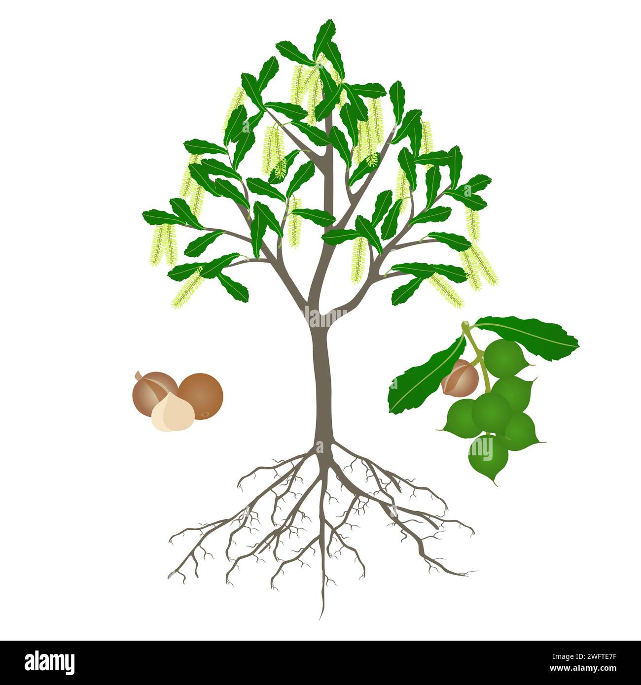 Macadamia tree with flowers and nuts on a white background Stock Vector ...