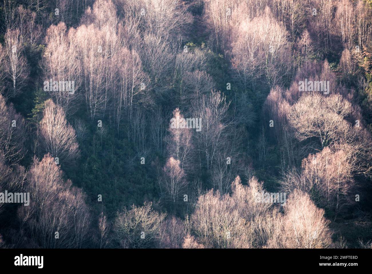 Ghostly tree figures of white winter birches illuminated by a weak sun ...